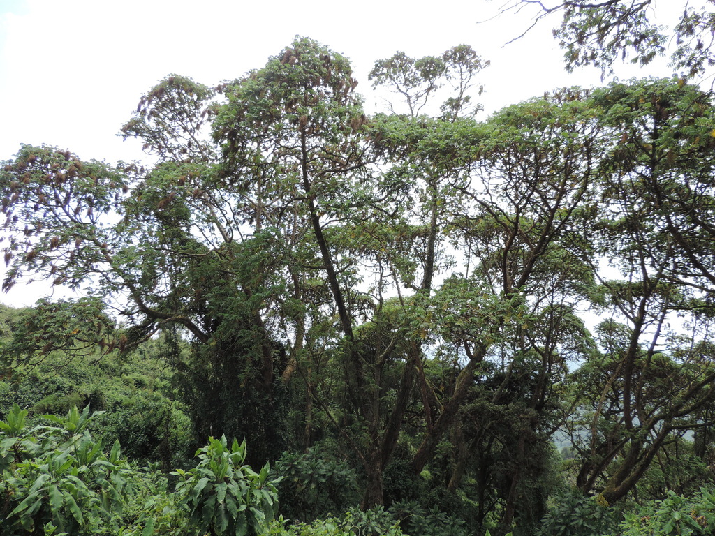 African Redwood from Rutshuru, Demokratische Republik Kongo on ...