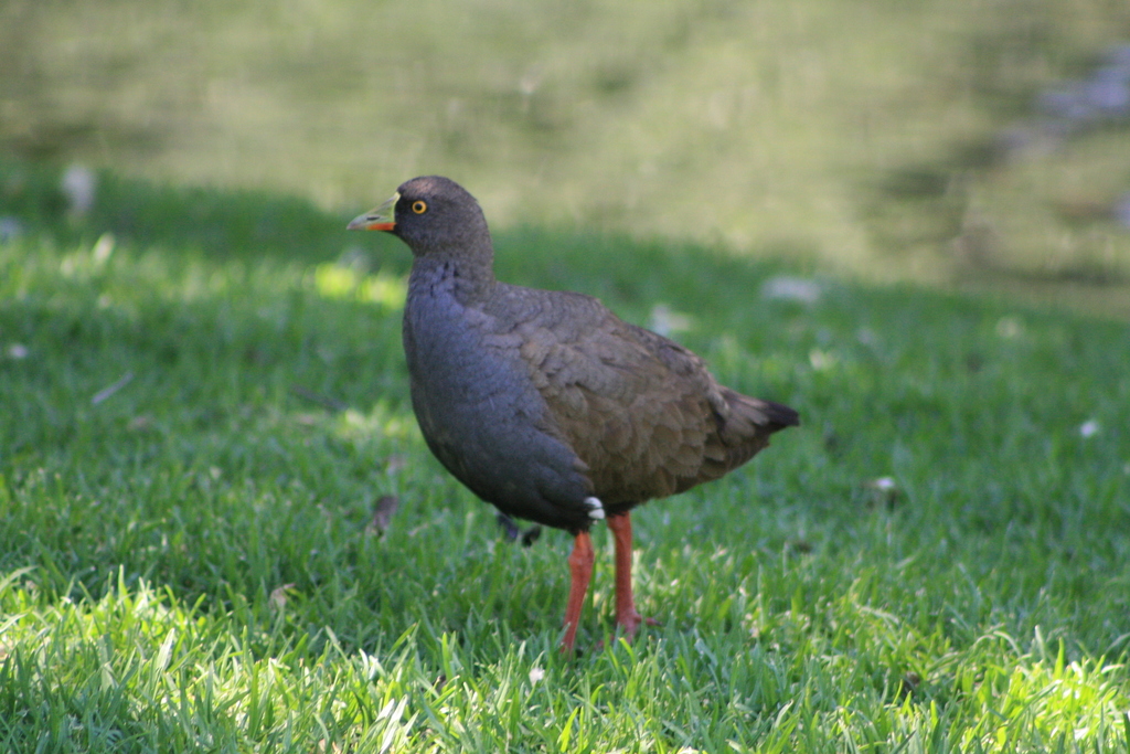 Black-tailed Native-hen from Adelaide SA, Australia on November 05 ...