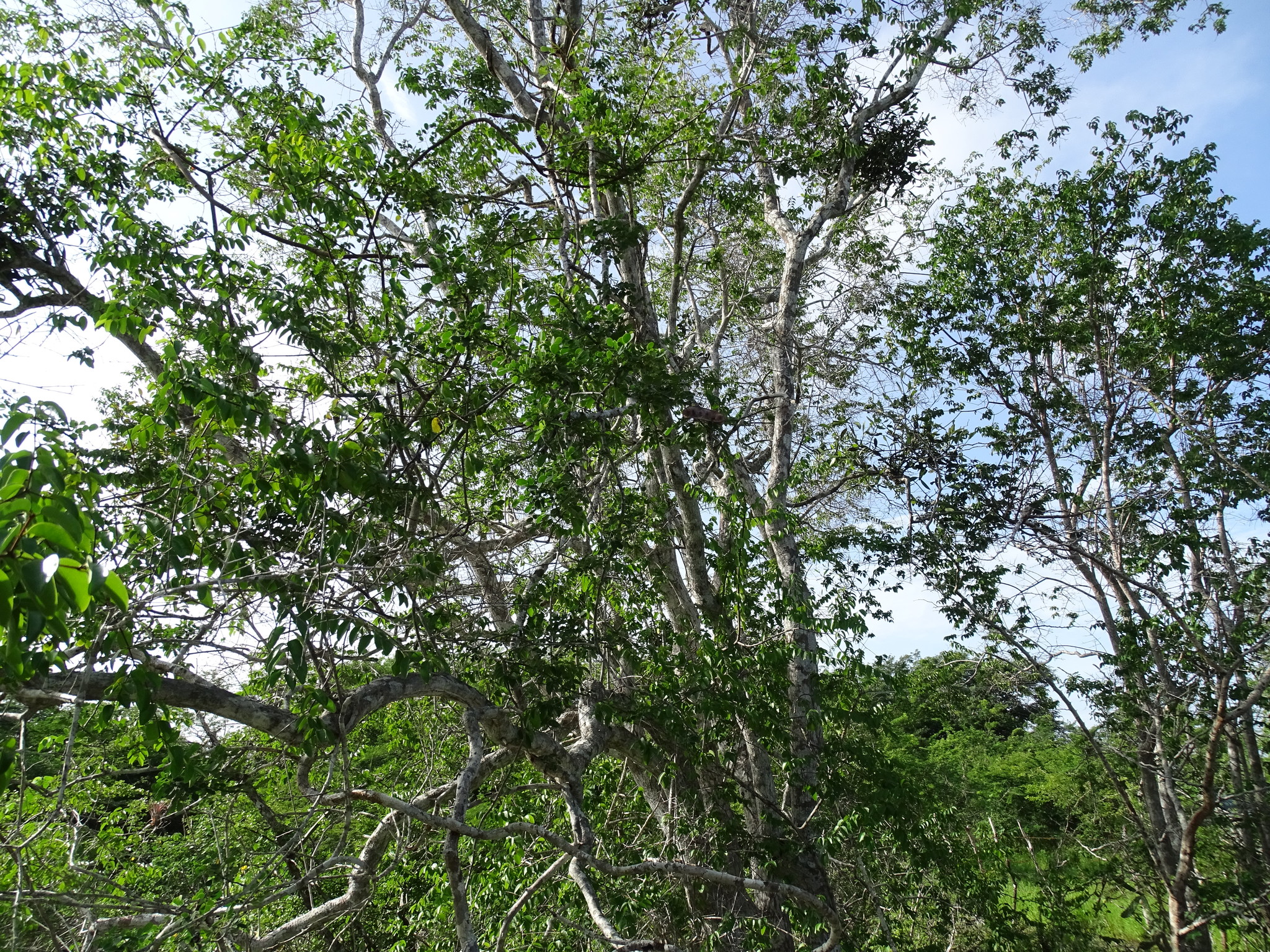 Selvas Tropicales Húmedas Yucatecas – Pangea