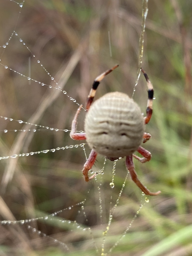 Green Hairy Field Spider from Mphalaleni, Hhohho, Eswatini on October ...
