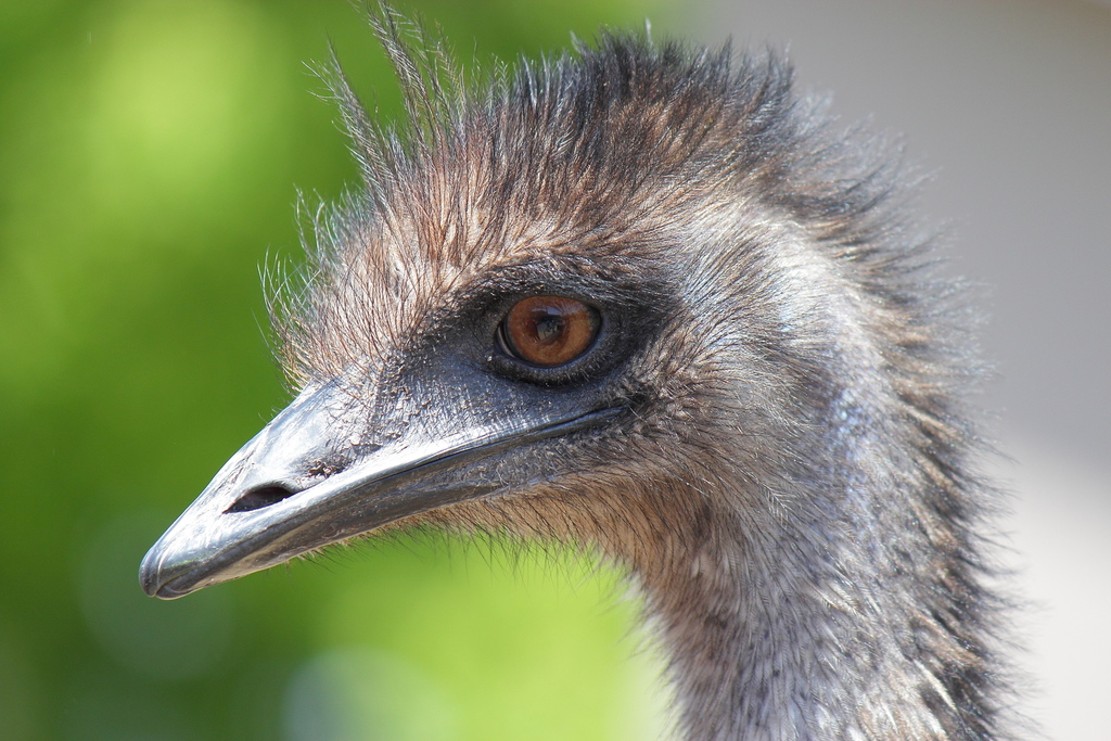 Emu (Adventure world. Shirahama, Wakayama prefecture, Japan) · iNaturalist