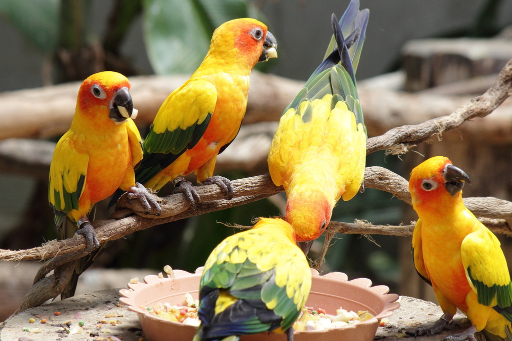 Sun Parakeet (Adventure world. Shirahama, Wakayama prefecture, Japan ...