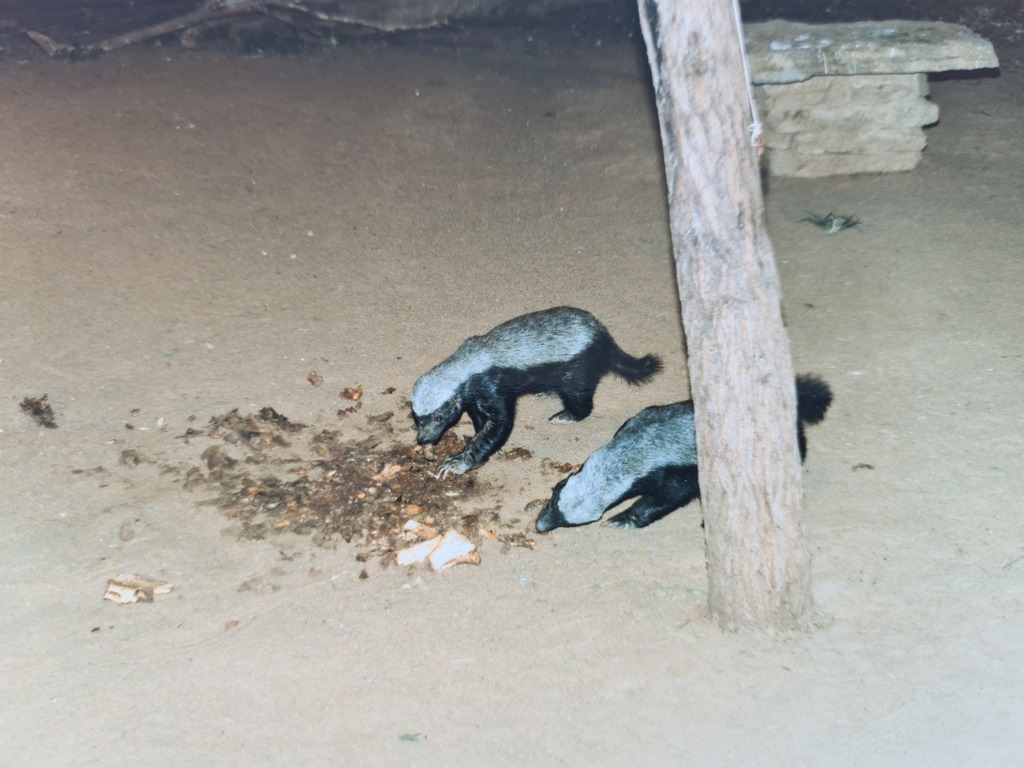 Kenyan Ratel (Mellivora capensis maxwelli) - Know Your Mammals