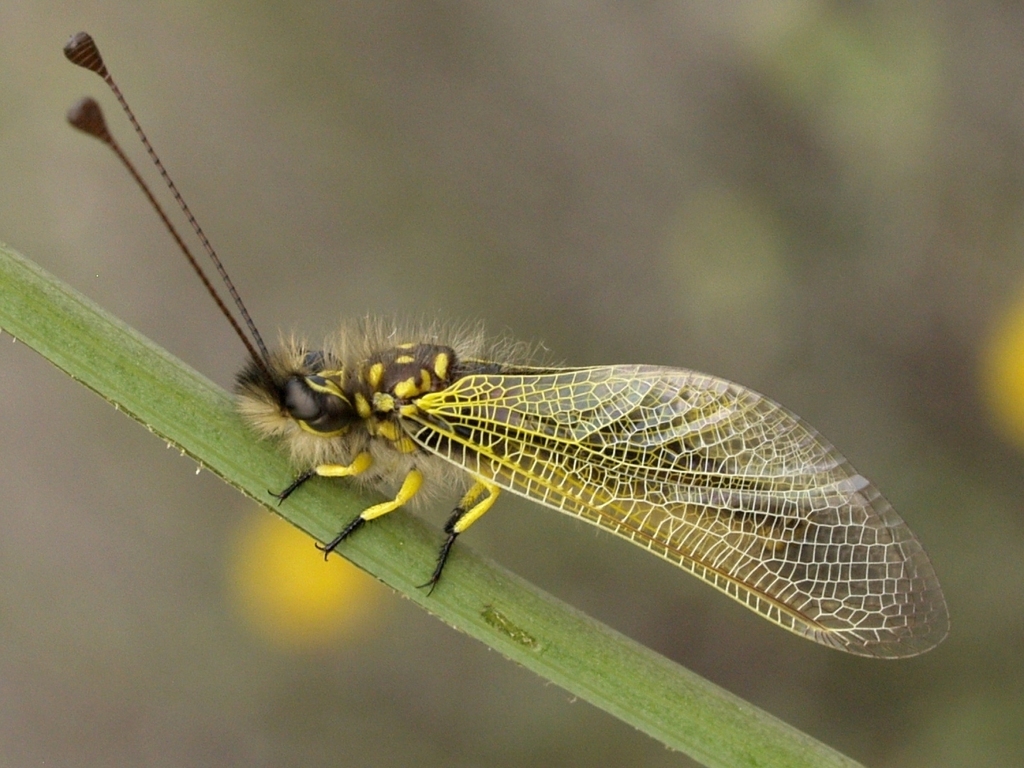 Libelloides ictericus (Neuroptera of Africa) · iNaturalist