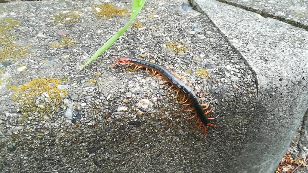 Chinese Red-headed Centipede in June 2019 by itots · iNaturalist