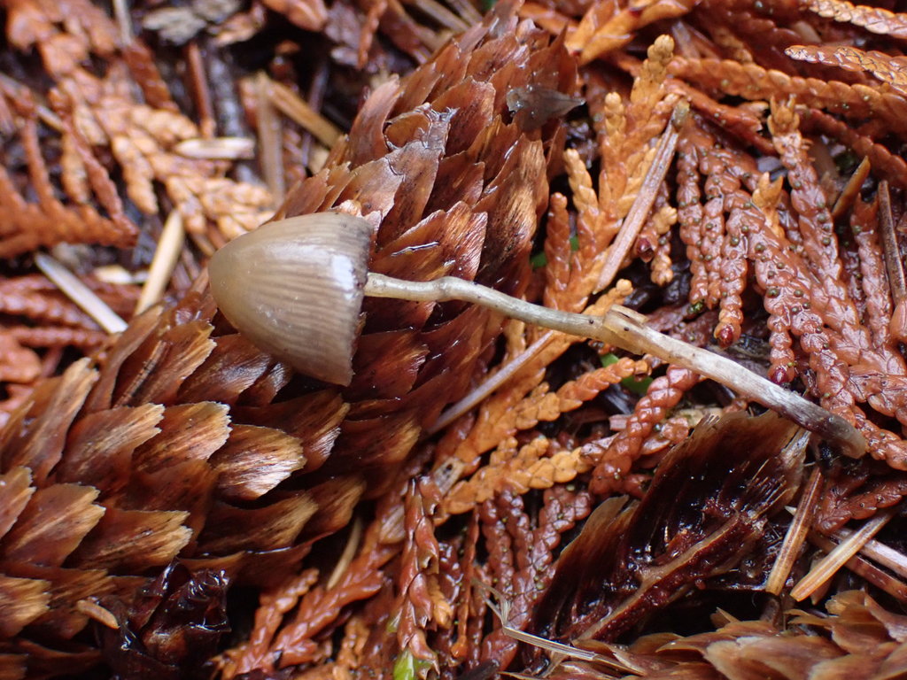 Psilocybe pelliculosa in November 2021 by Sadie Hickey. Separable ...