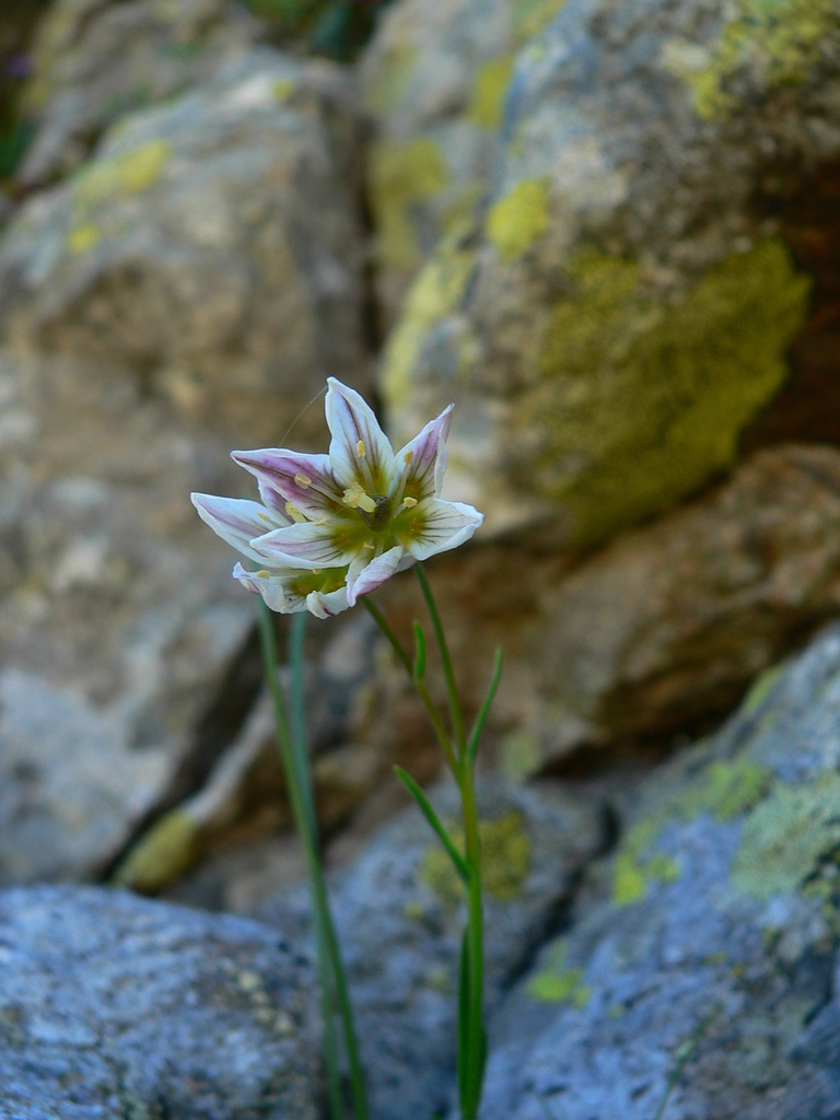 Snowdon Lily from 06450 Saint-Martin-Vésubie, France on July 08, 2008 ...