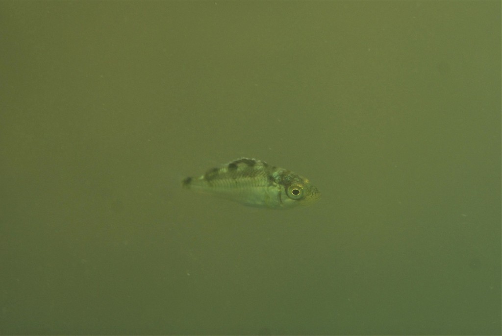 Goldeye rockfish (Sebastes thompsoni) - Marine Life Identification