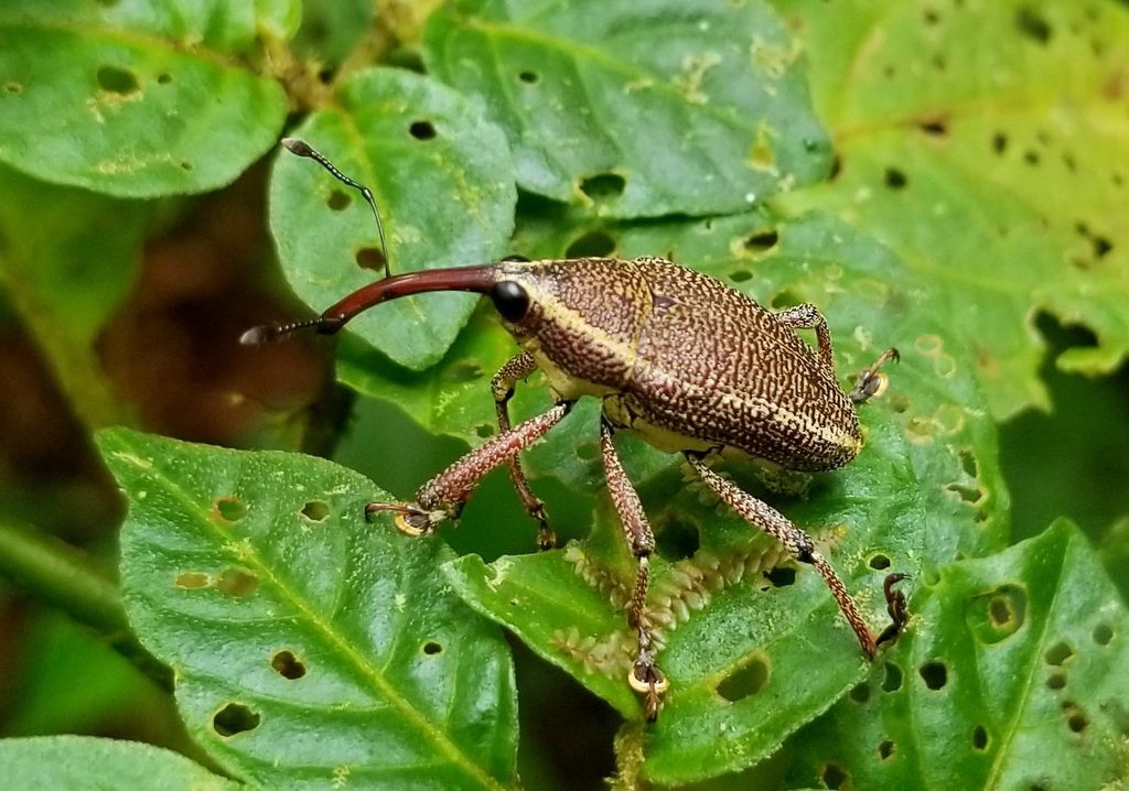 Cholus from San Jorge-Tumaco, Barbacoas, Nariño, Colombia on July 19 ...