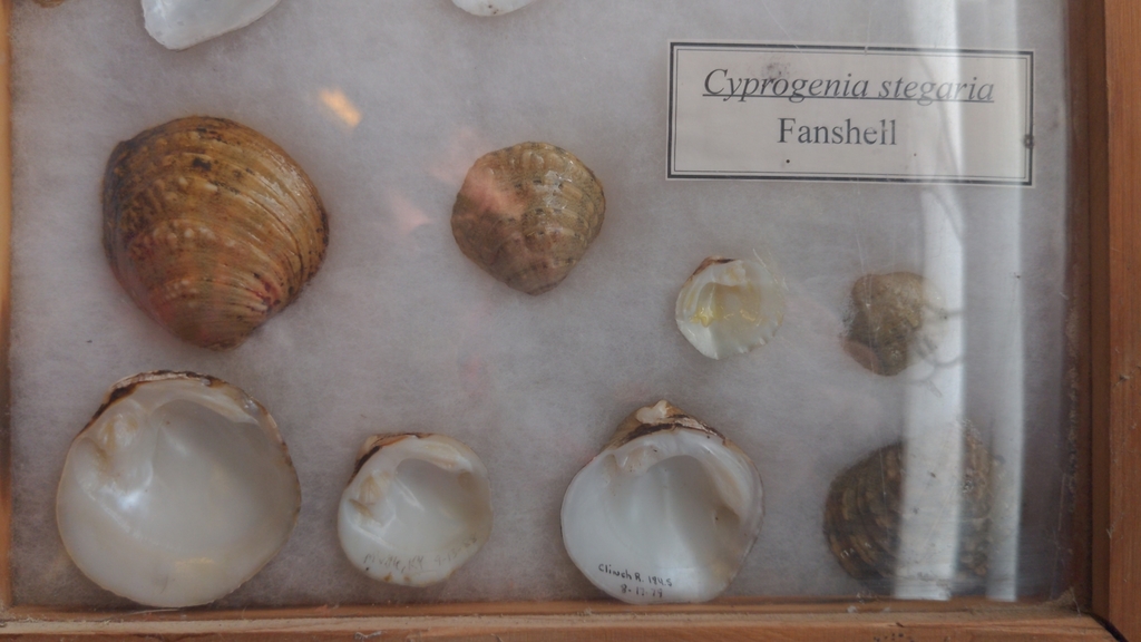 Fanshell on November 5, 2021 at 10:45 AM by Athan Anderson · iNaturalist