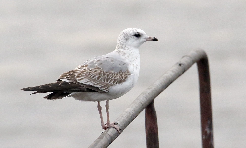 Common Gull (Huttenlocker Lab) · iNaturalist