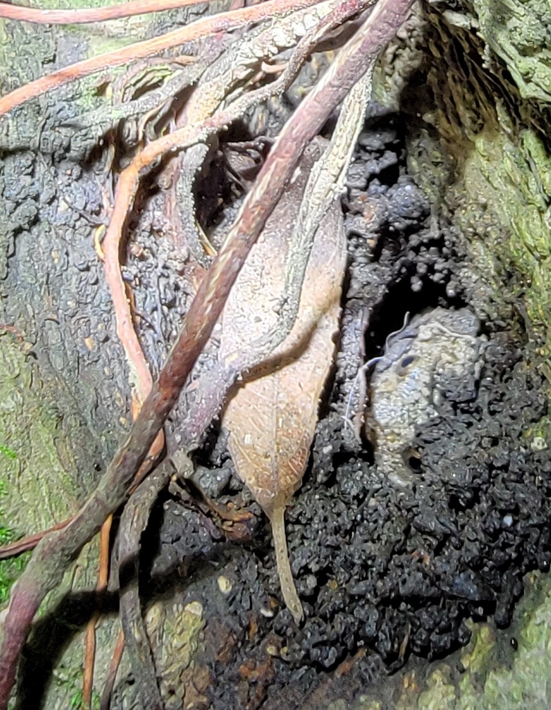 Sichuan Digging Frog from Chengdu, CN-SC, CN on November 5, 2021 at 10: ...