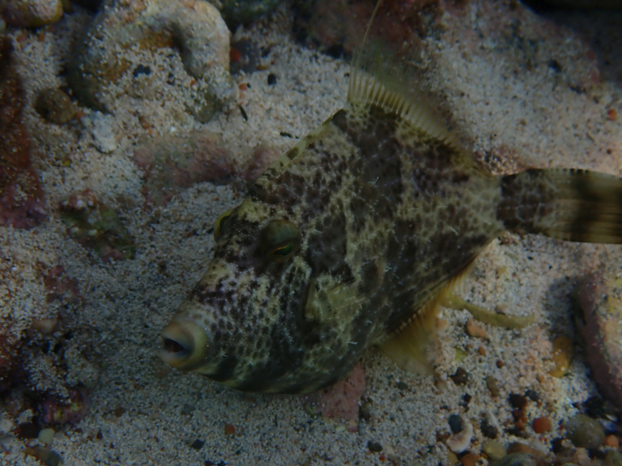 Stephanolepis diaspros Fraser-Brunner, 1940