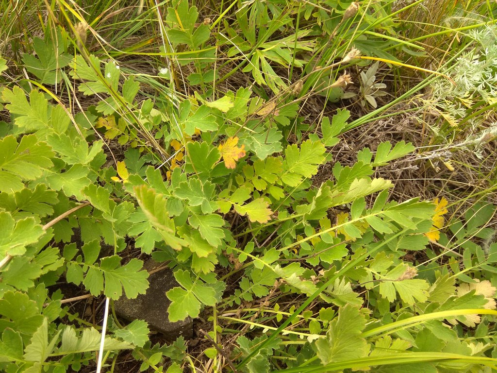 Coluria geoides from Ширинский р-н, Респ. Хакасия, Россия on July 29 ...