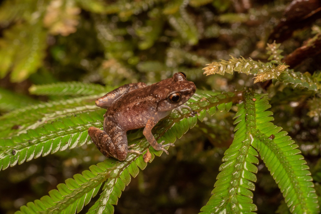 Mount Gadin Borneo Frog in October 2021 by Bob Zakaria · iNaturalist