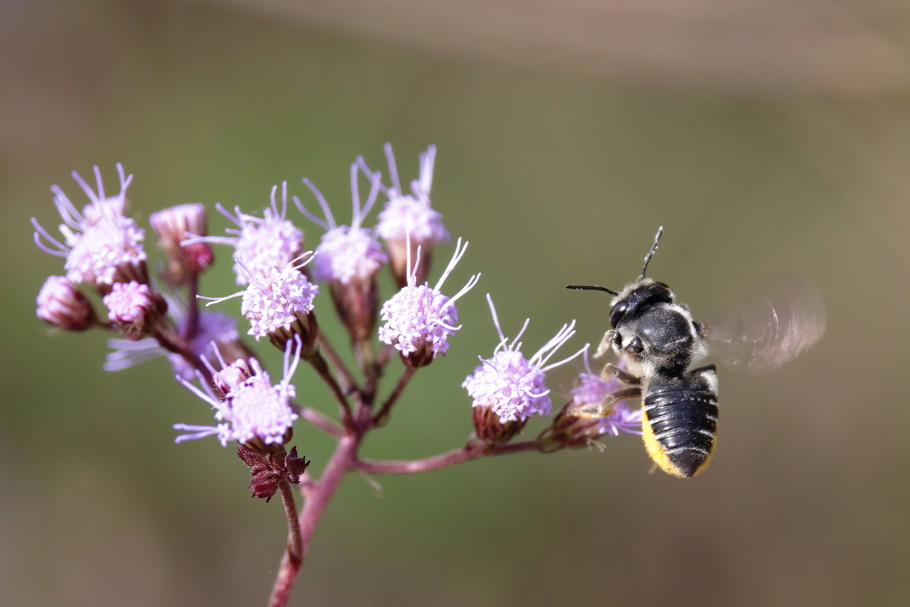 Leafcutter, Mortar, and Resin Bees from Jackson County, MS, USA on ...