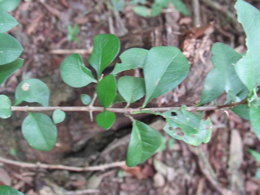 Randia laetevirens from Tamazunchale, S.L.P., México on January 1, 1980 ...