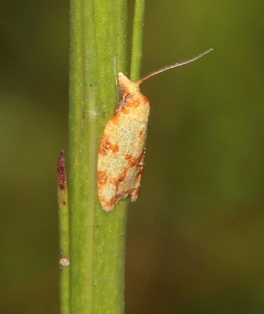 Sparganothis Fruitworm Moth from Alachua County, US-FL, US on October ...