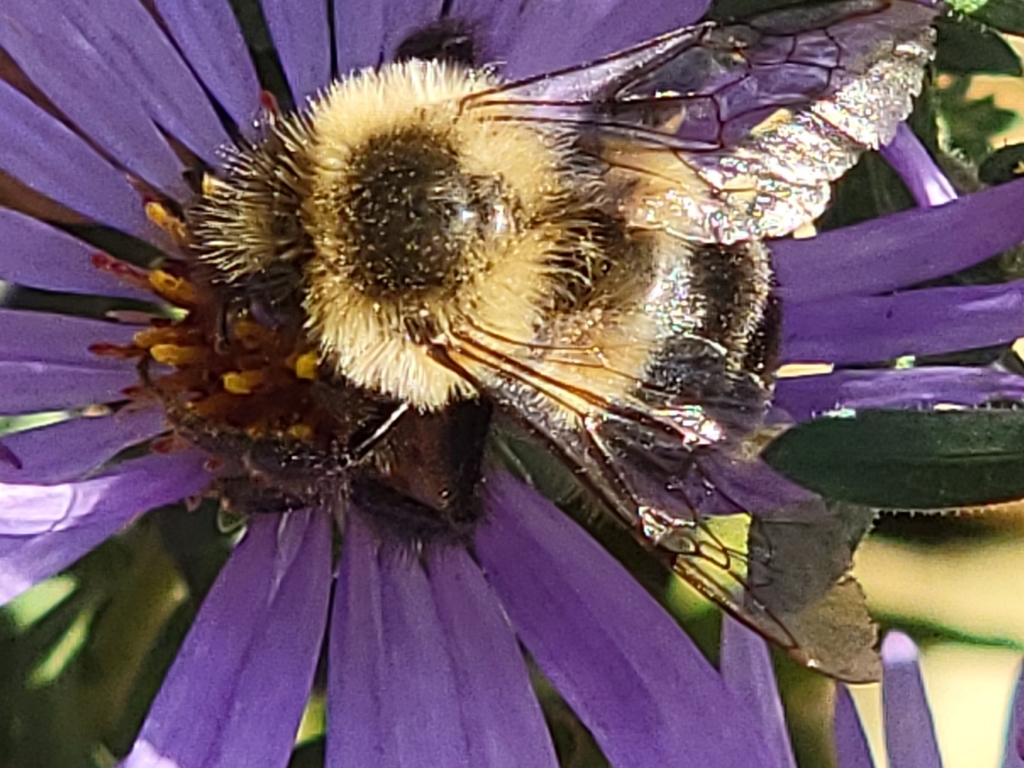Common Eastern Bumble Bee from Flatbush, Brooklyn, NY, USA on November ...