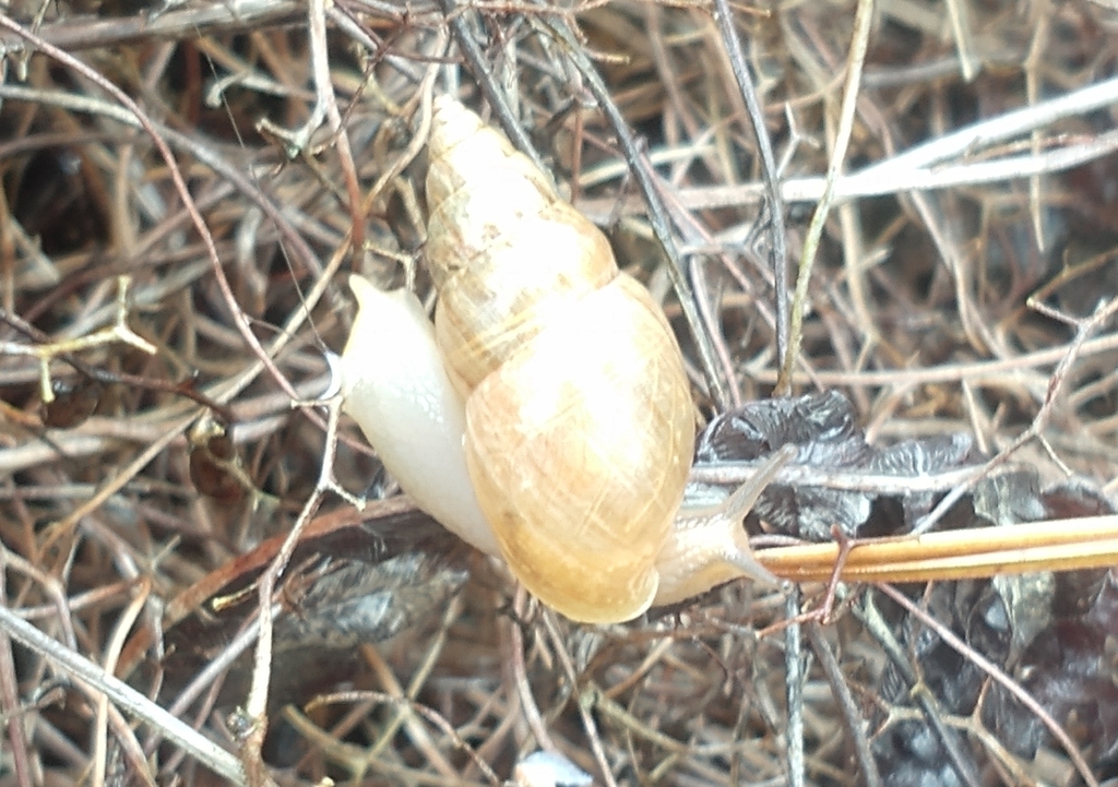 Ghost Bulimulus from Jupiter, FL 33478, USA on November 05, 2021 at 10: ...