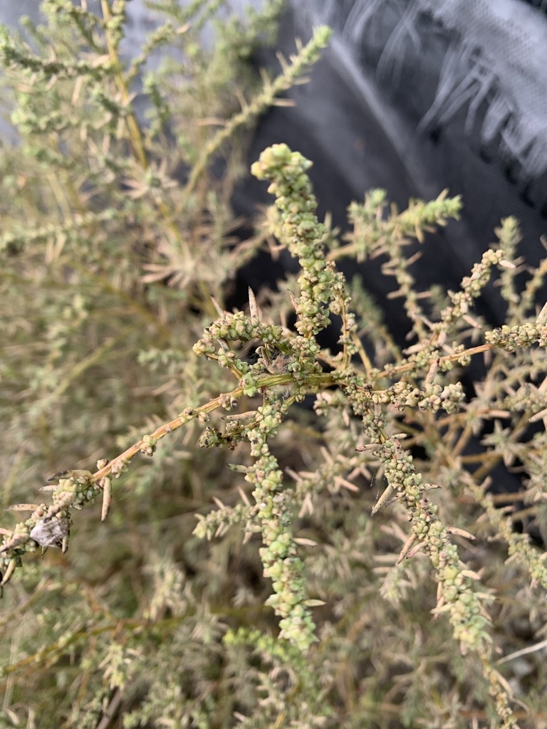 Annual Seepweed from Georgetown, SC, US on November 5, 2021 at 02:26 PM ...