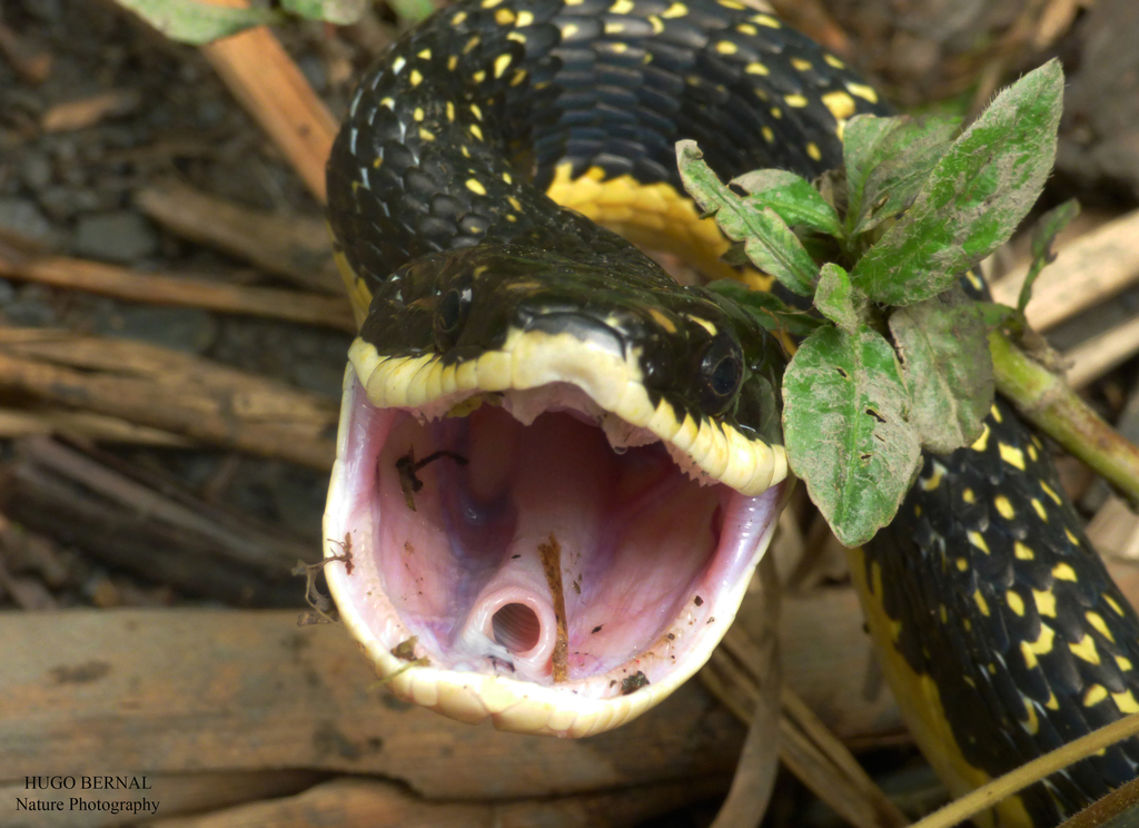 Shropshire's Puffing Snake from Muzo, Boyacá, Colombia on November 10 ...
