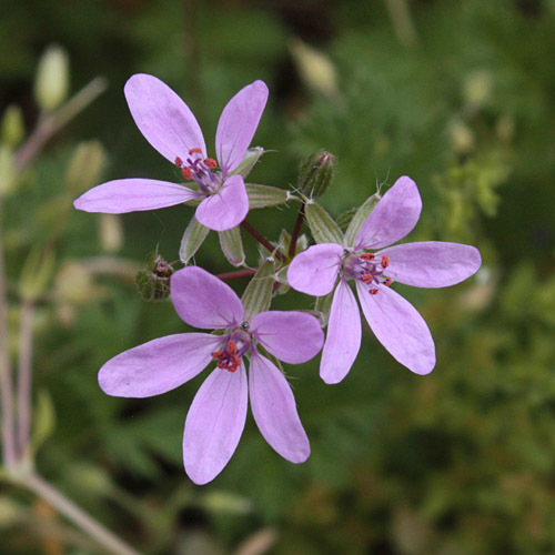 Redstem filaree (Wildflowers of Bouverie Preserve of ACR) · iNaturalist