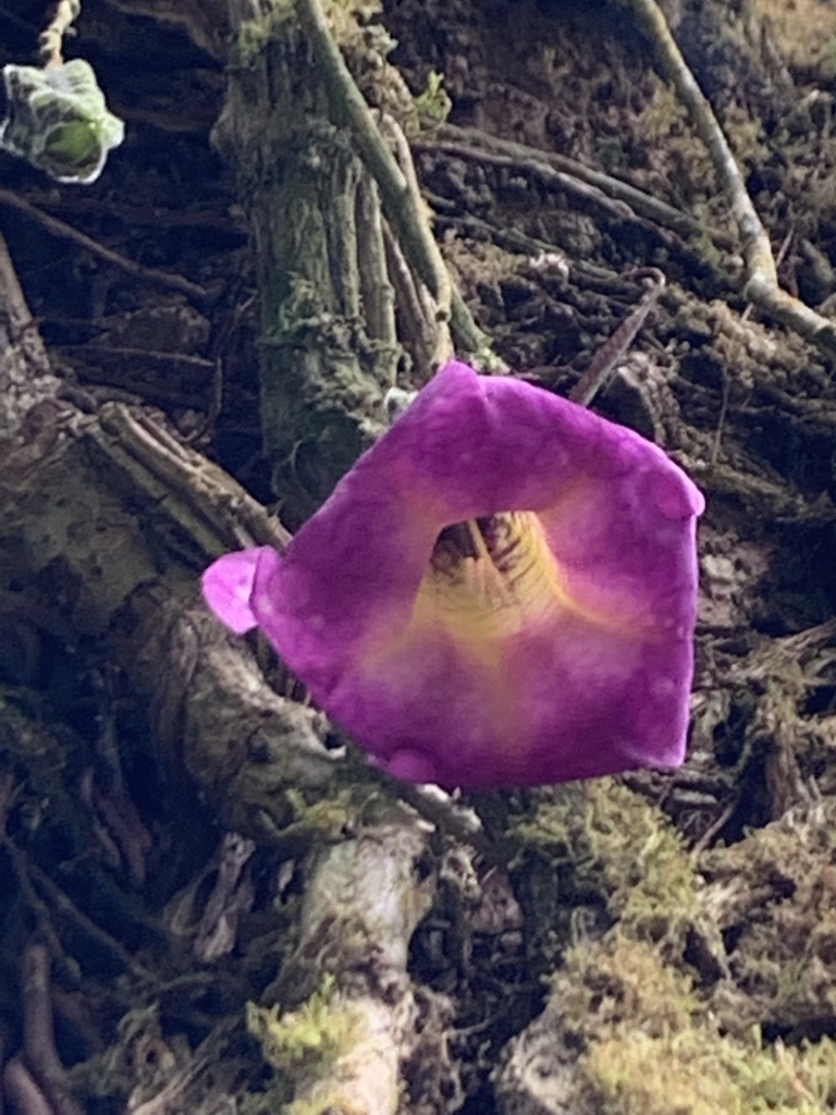 Doselia in October 2021 by Howard Laidlaw · iNaturalist