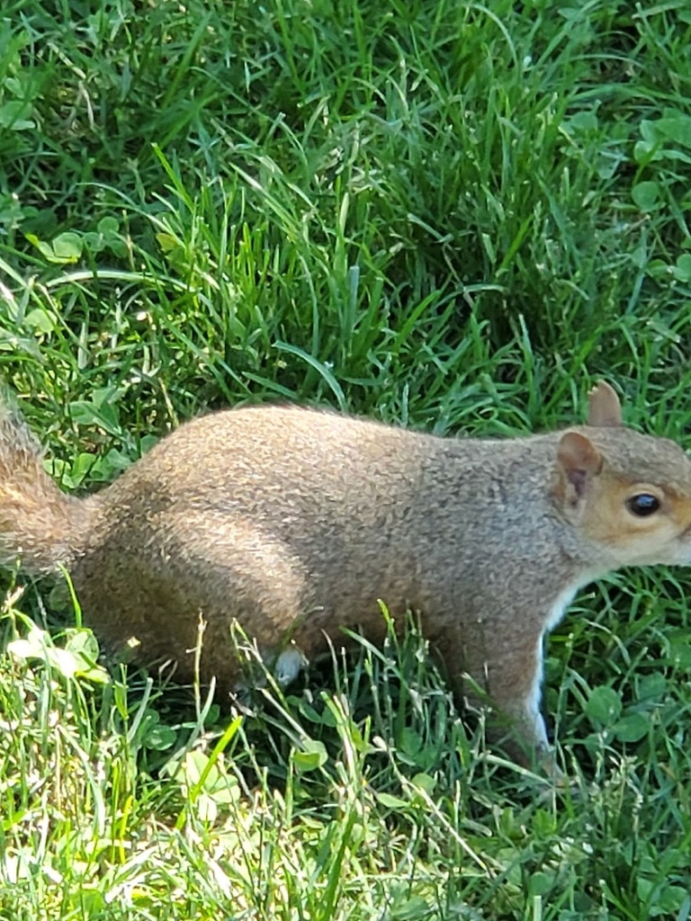 Eastern Gray Squirrel from County Road 328, Glen Rose, TX, US on ...