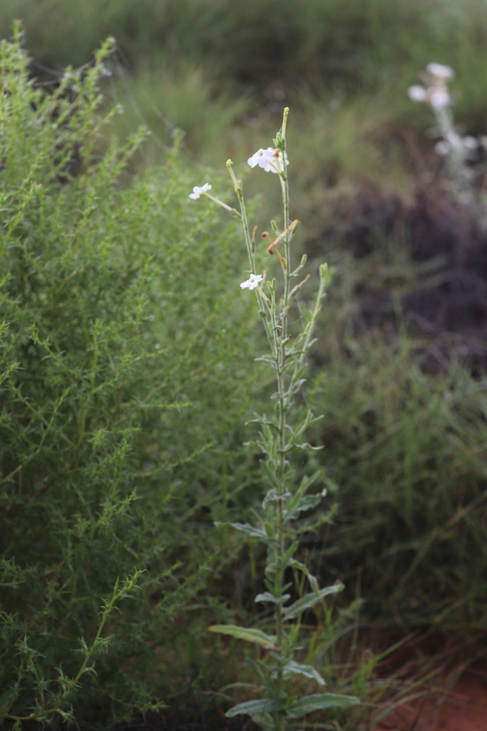 Native Tobacco (Nicotiana occidentalis) - Botanical Realm