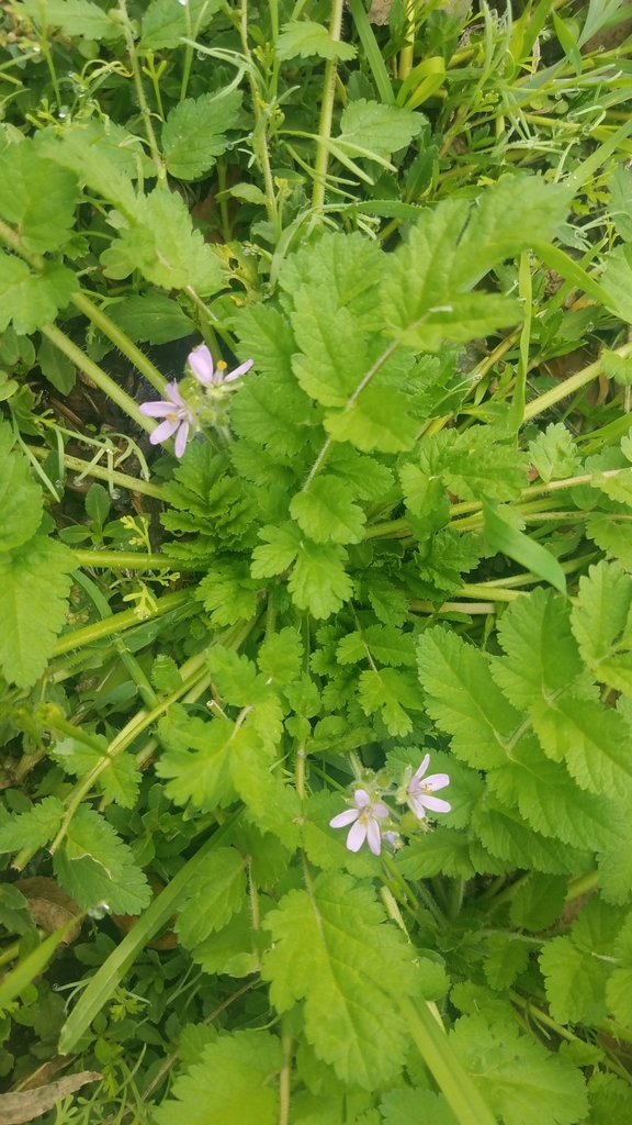 musk stork's-bill from 95928 on November 05, 2021 at 01:54 PM by ...