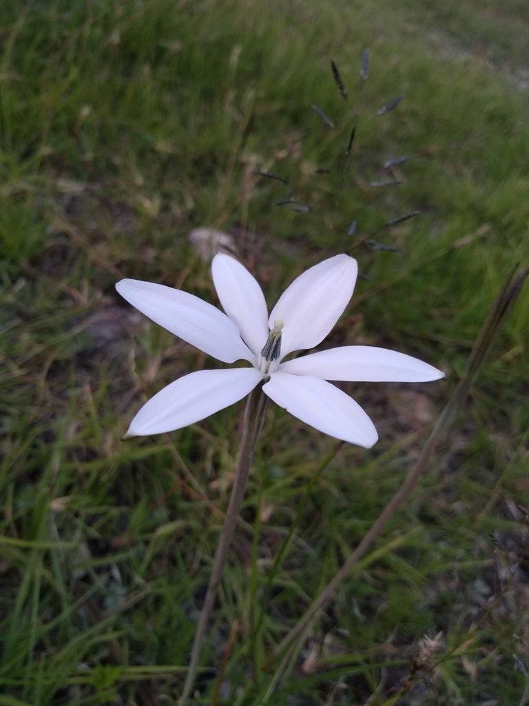 (Milla mexicana) - Botanical Realm