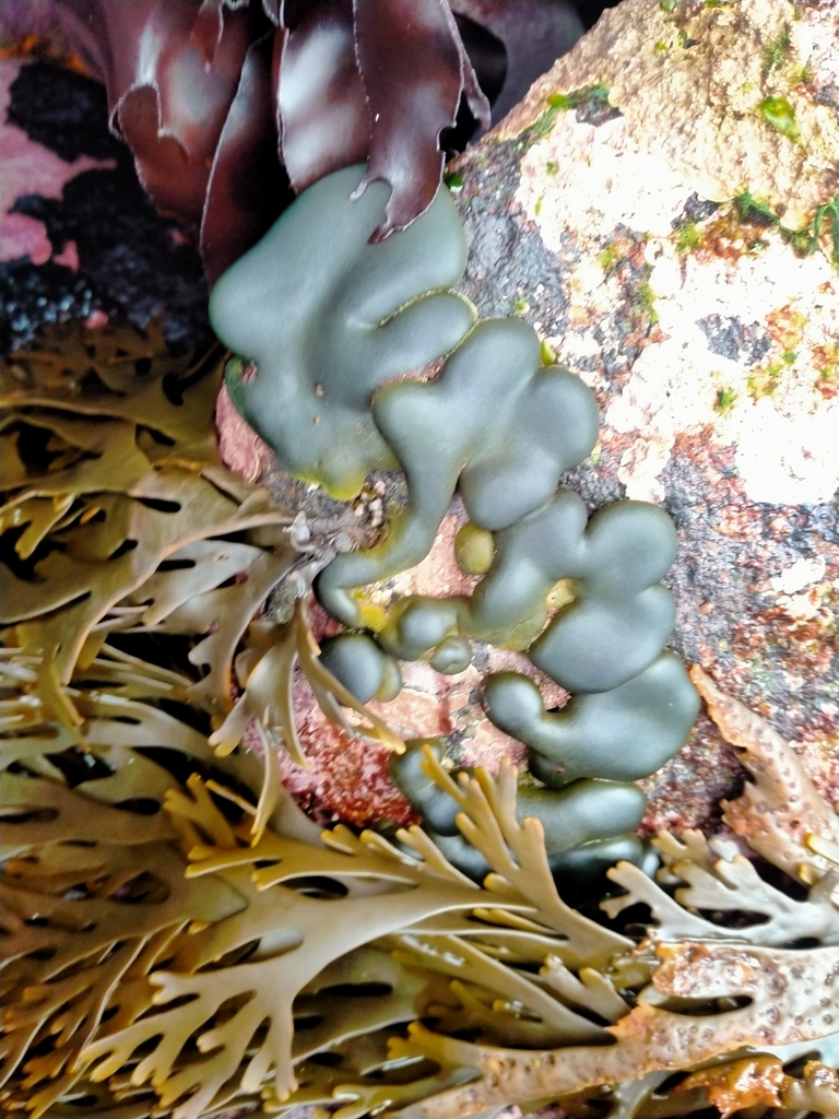 Codiums (Codium) - Botanical Realm