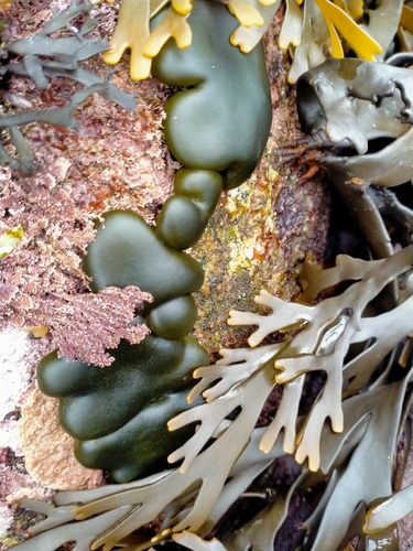 Codium dimorphum · iNaturalist