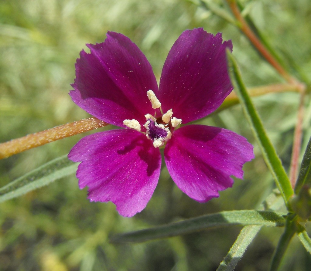 Winecup clarkia (Wildflowers of Bouverie Preserve of ACR) · iNaturalist