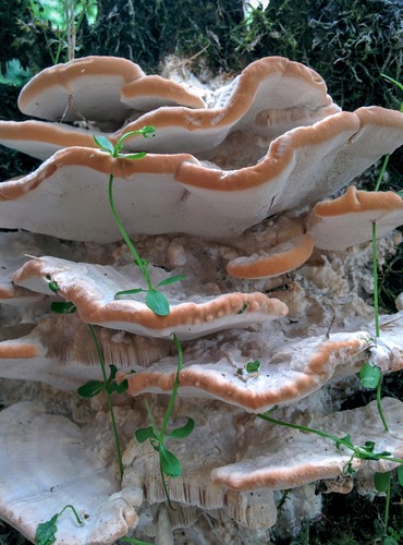 Fomitopsis iberica · iNaturalist