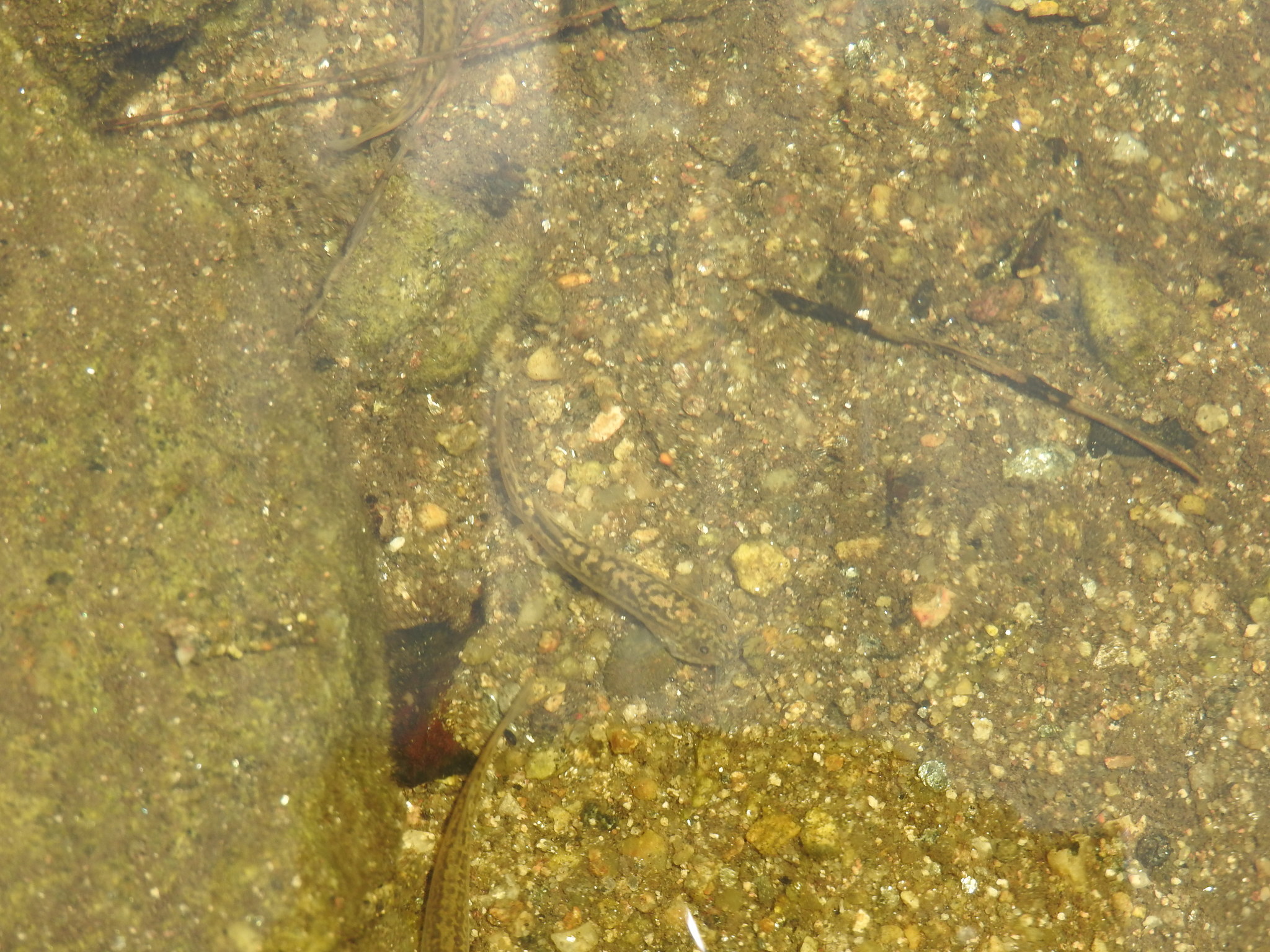 Trichomycteridae
