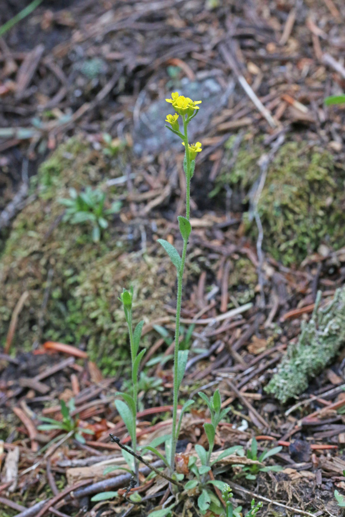 Golden Draba from Beaver County, UT, USA on July 25, 2020 at 11:12 AM ...