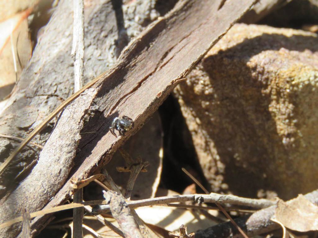 Jumping Spiders in November 2021 by Josh Magro · iNaturalist