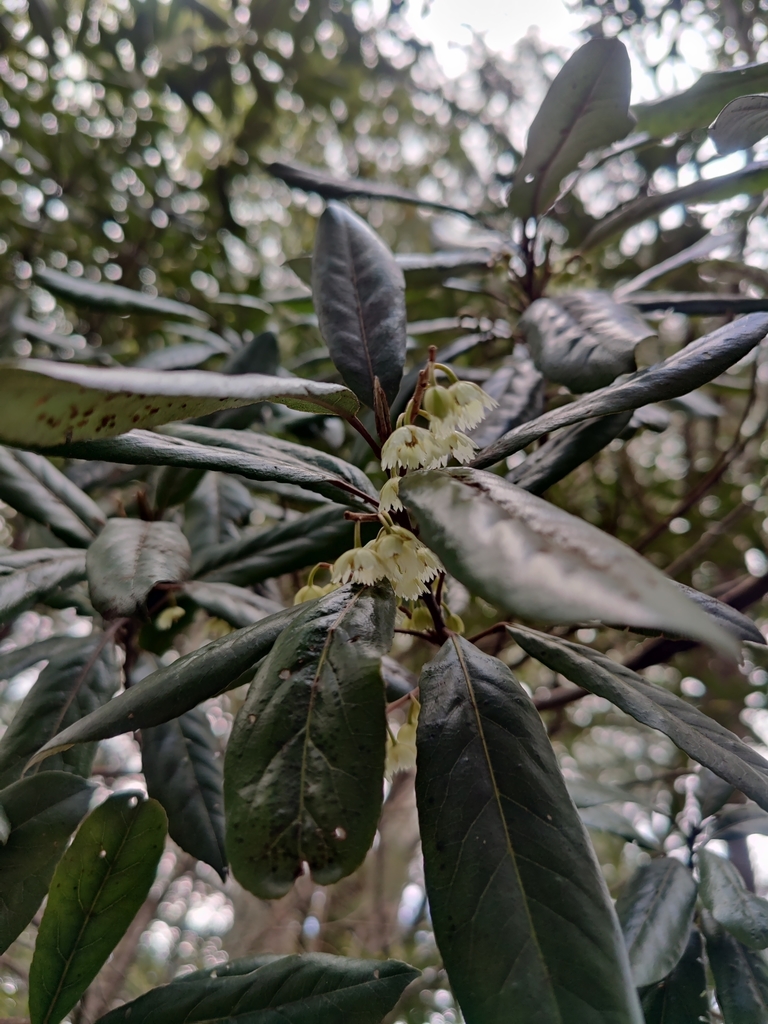 Hinau from Waiatarua, Auckland, New Zealand on November 6, 2021 at 12: ...