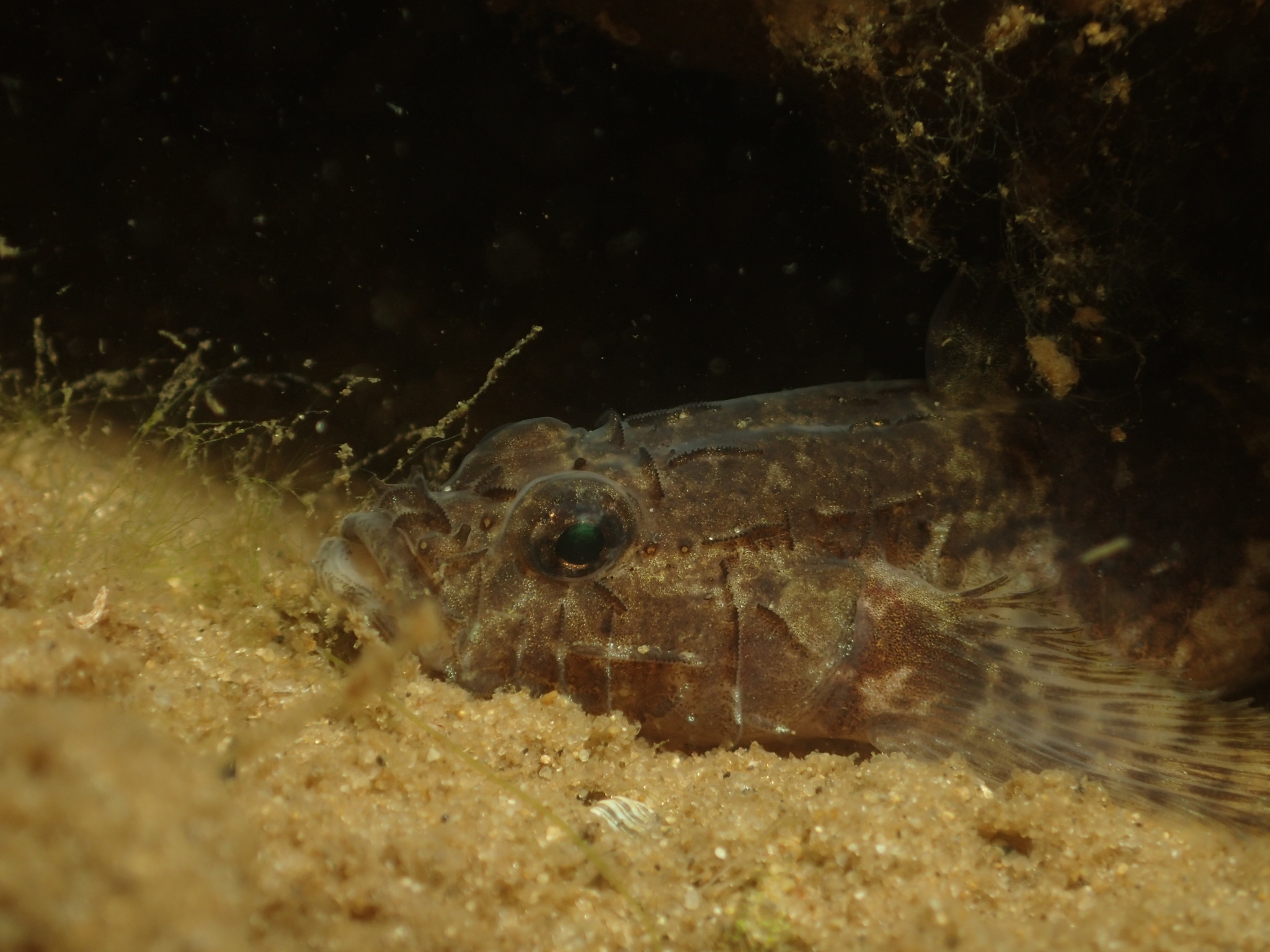 Callogobius mucosus (Günther, 1872)