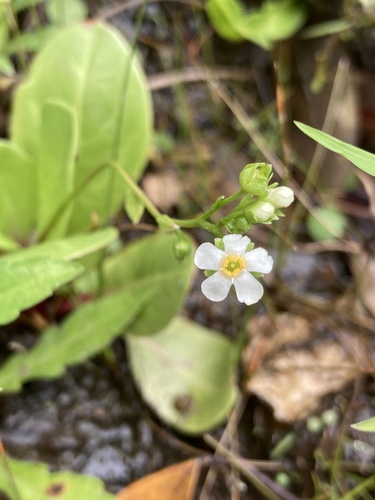 Samolus subnudicaulis · NaturaLista Colombia