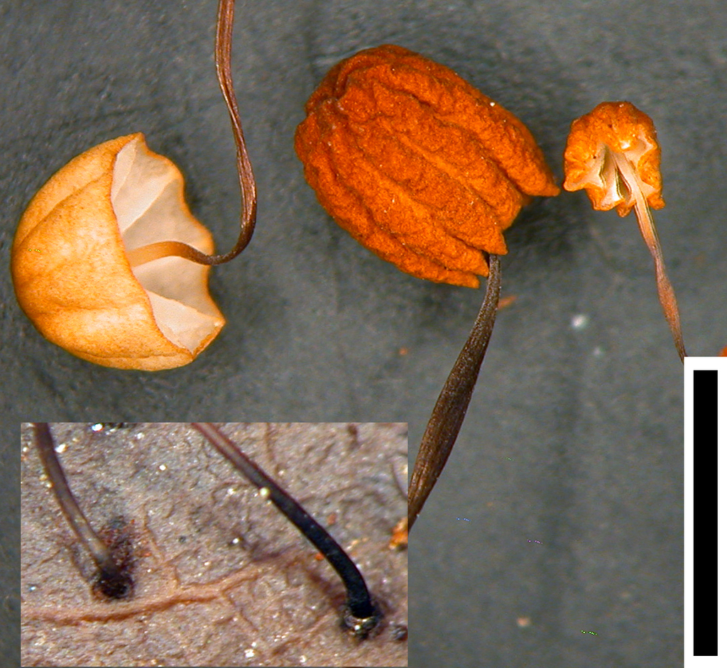 Cryptomarasmius from Ahuriri Reserve, Port Hills on February 24, 2007 ...