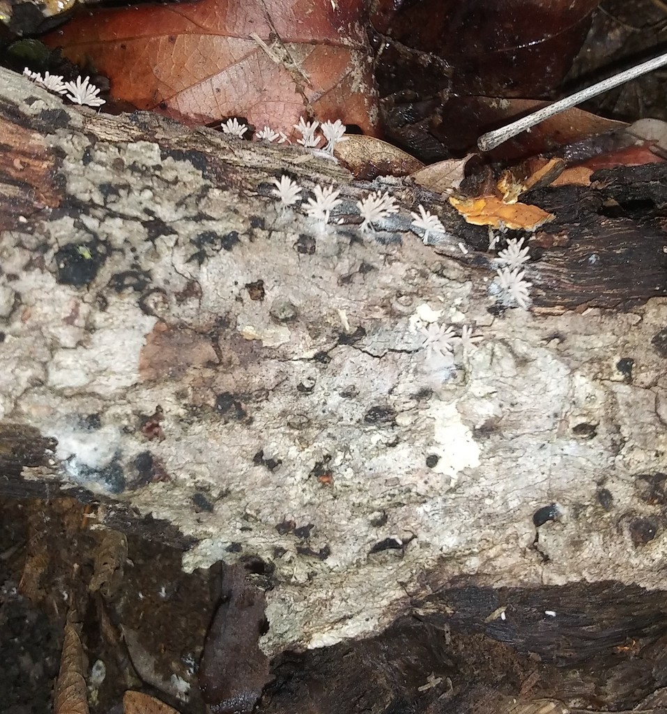 Honeycomb Coral Slime Mold in June 2021 by Jim Oehmke · iNaturalist