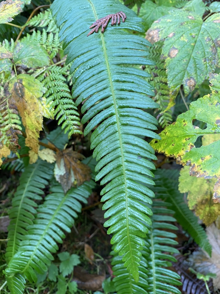 deer fern from Stanley Park, Vancouver, BC, CA on November 05, 2021 at ...