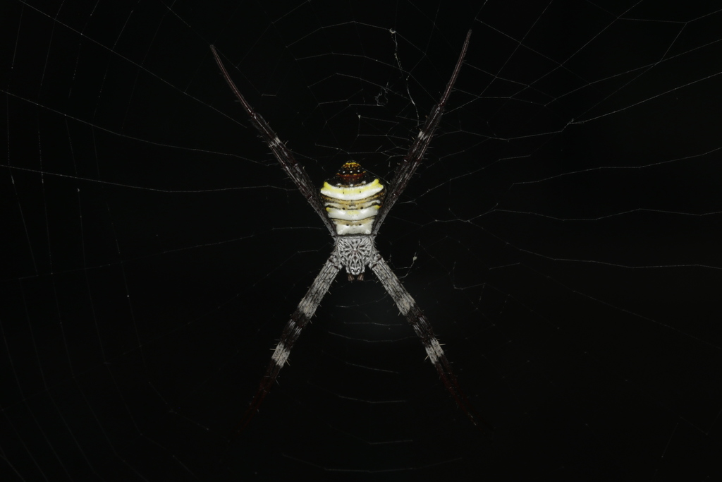 Garden Orbweavers from Middle Point NT 0822, Australia on June 24, 2021 ...