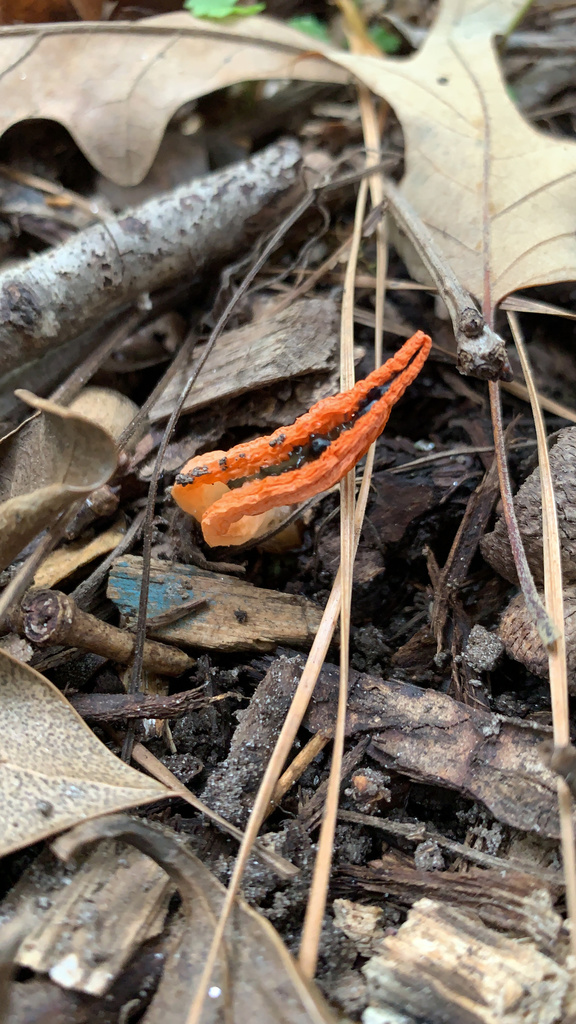 stinky squid from Lake Boone Trail, Raleigh, NC, US on November 02 ...