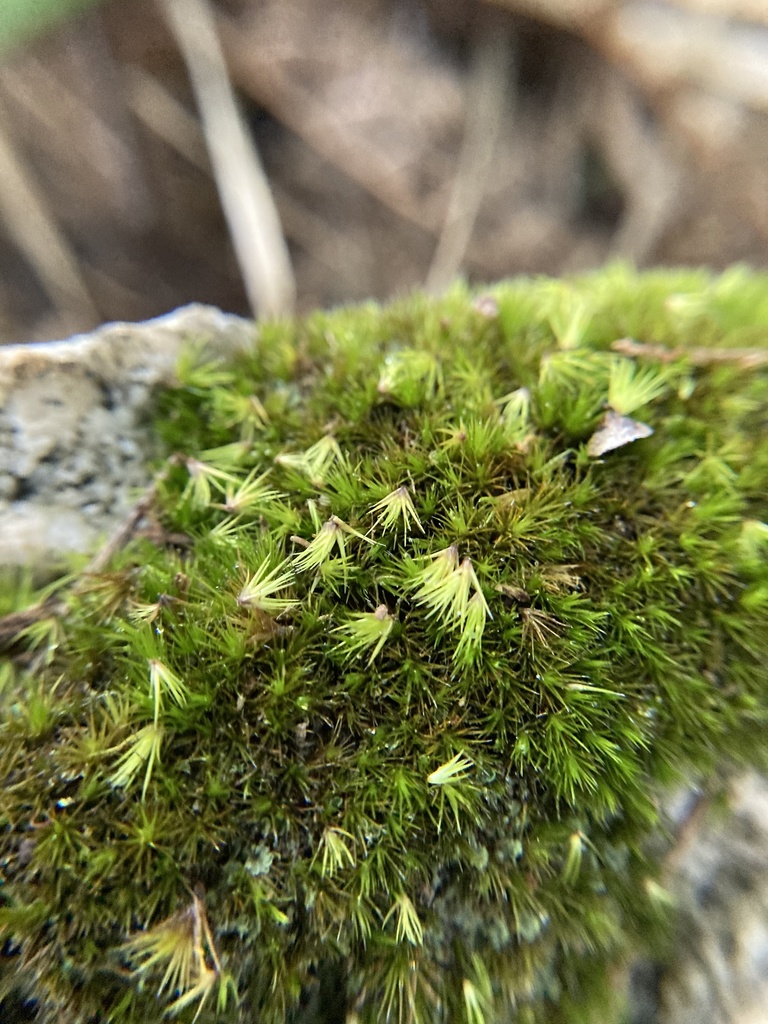 Campylopus clavatus from Mount Lofty Conservation Park, Cleland, SA, AU ...