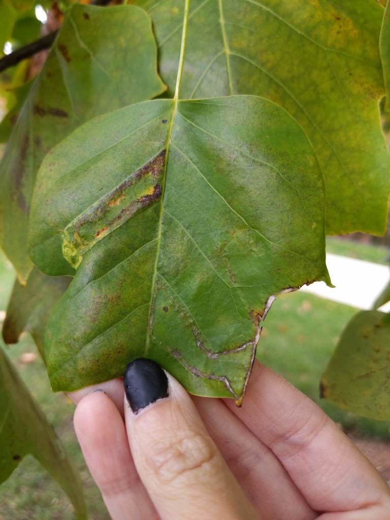 Yellow Poplar Weevil from Storrs, Mansfield, CT, USA on November 2 ...