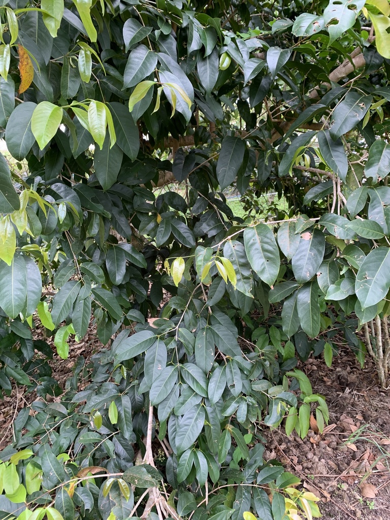 Cheese Tree from Toula Court, Advancetown, QLD, AU on November 6, 2021 ...